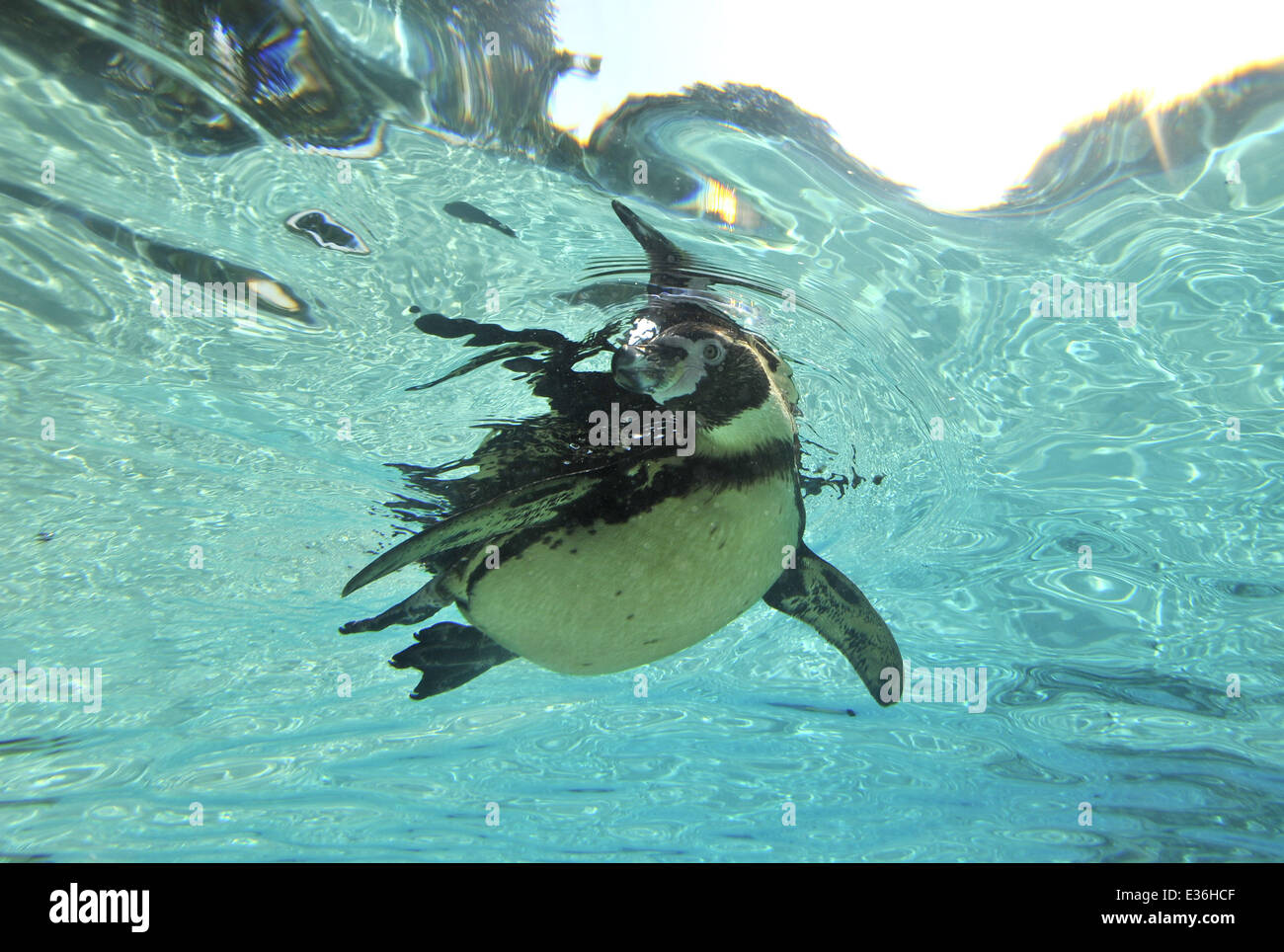 Penguins at ZSL London Zoo are fed by the zoo's Gary Devereaux Where ...