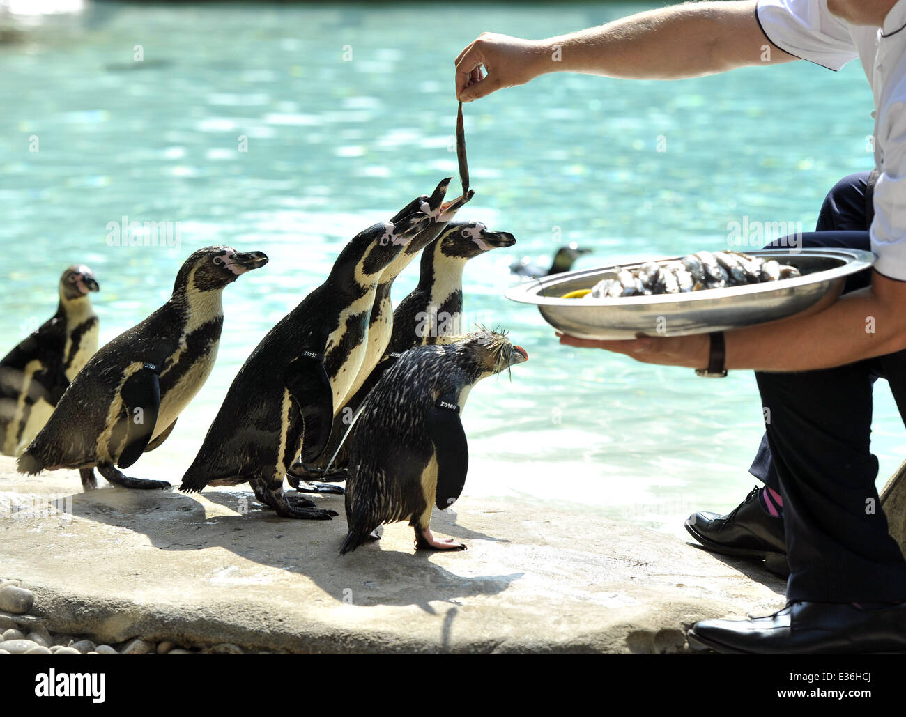 Penguins at ZSL London Zoo are fed by the zoo's Gary Devereaux Where ...