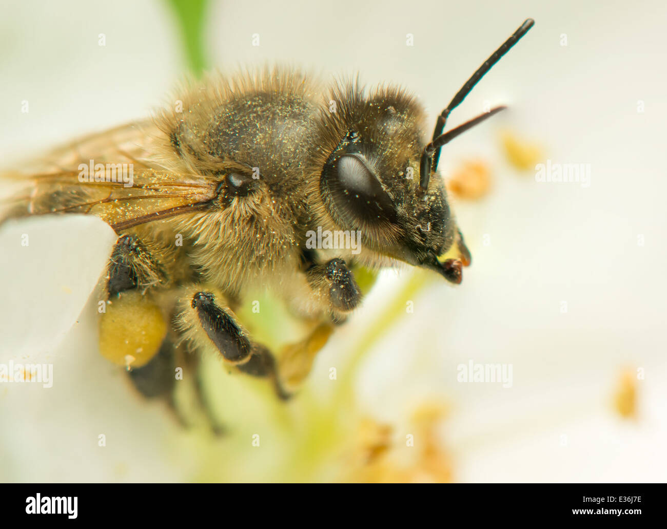 Bee - Apis mellifera Stock Photo - Alamy