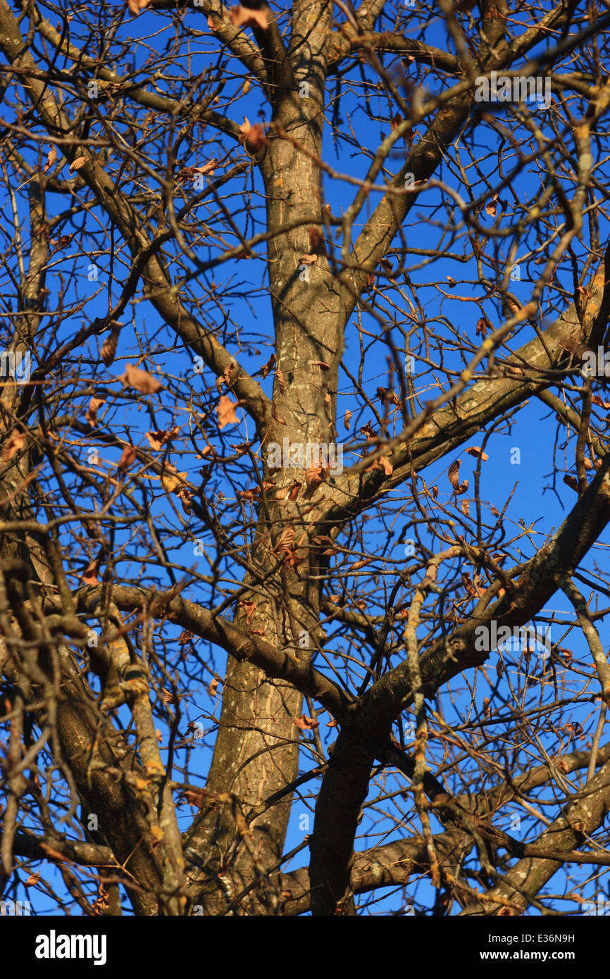 Individual single autumn fall leaf hi-res stock photography and images ...