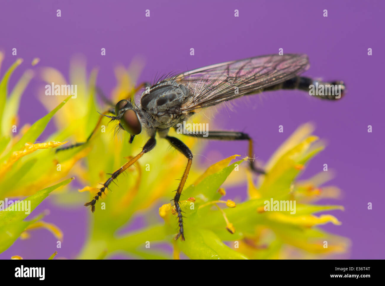 Insect - Asilidae Stock Photo - Alamy