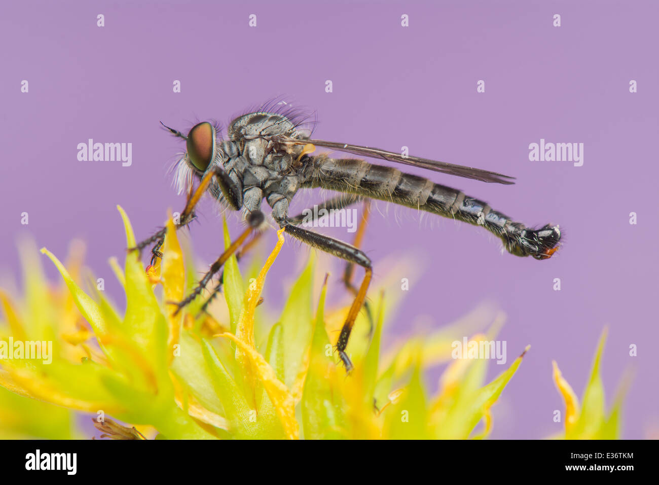 Asilidae eye hi-res stock photography and images - Alamy