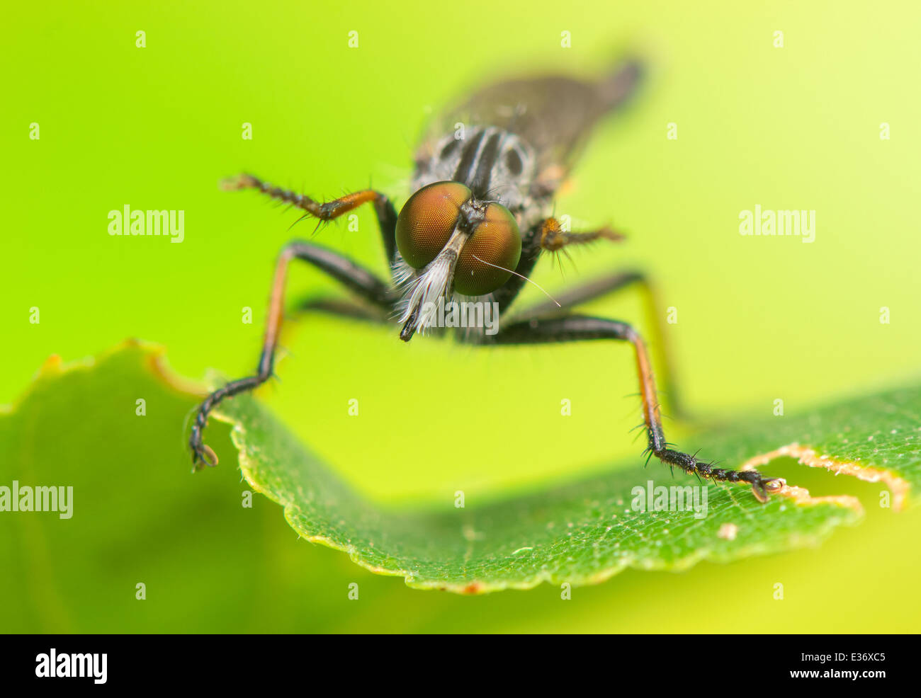 Insect - Asilidae Stock Photo - Alamy