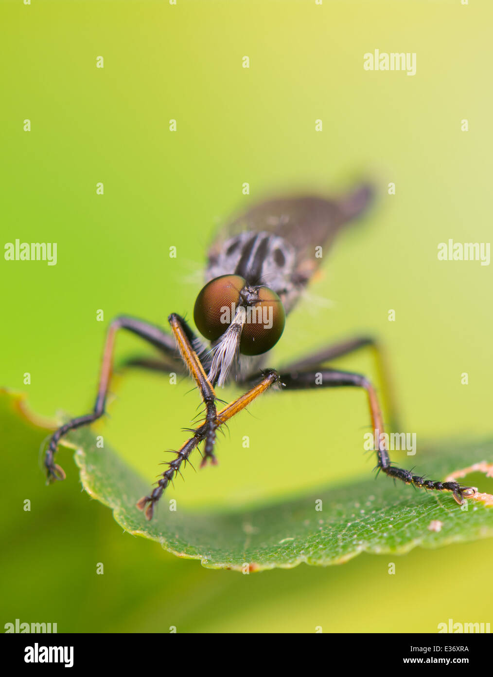 Insect - Asilidae Stock Photo - Alamy
