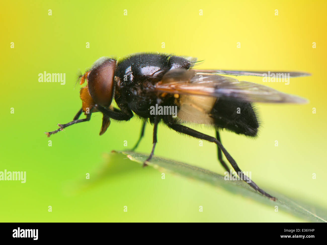 Insect makro hi-res stock photography and images - Alamy