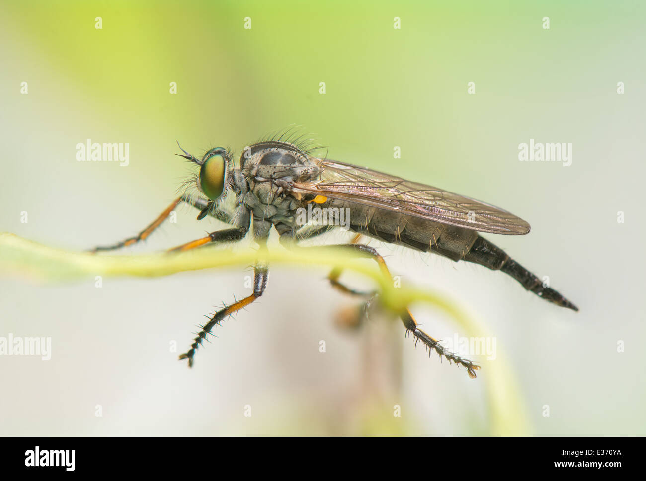 Insect - Asilidae Stock Photo - Alamy