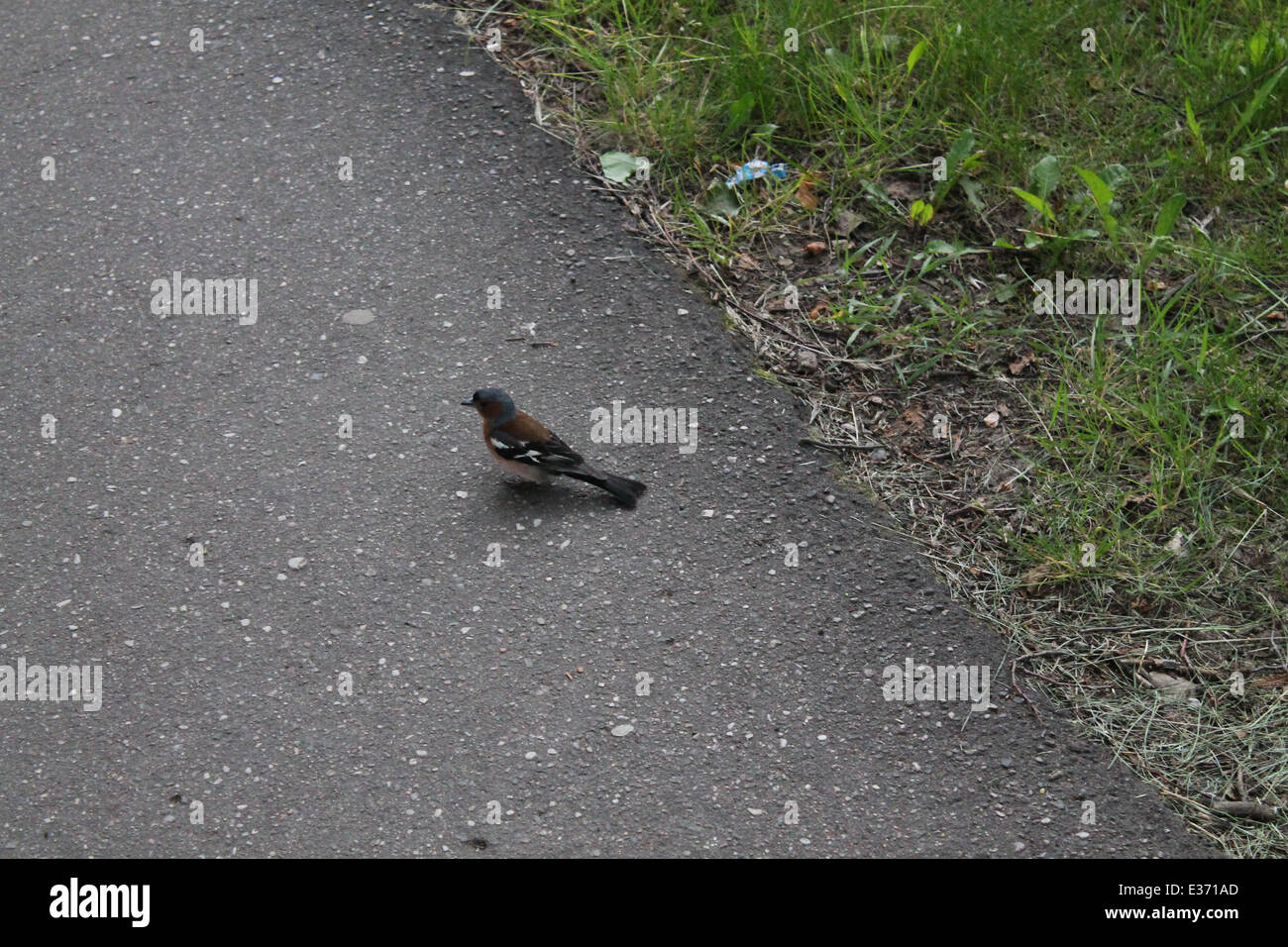 little brown bird feed on the asphalt path into the city park Stock ...