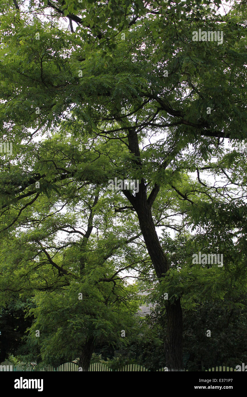 Verdure biology hi-res stock photography and images - Alamy