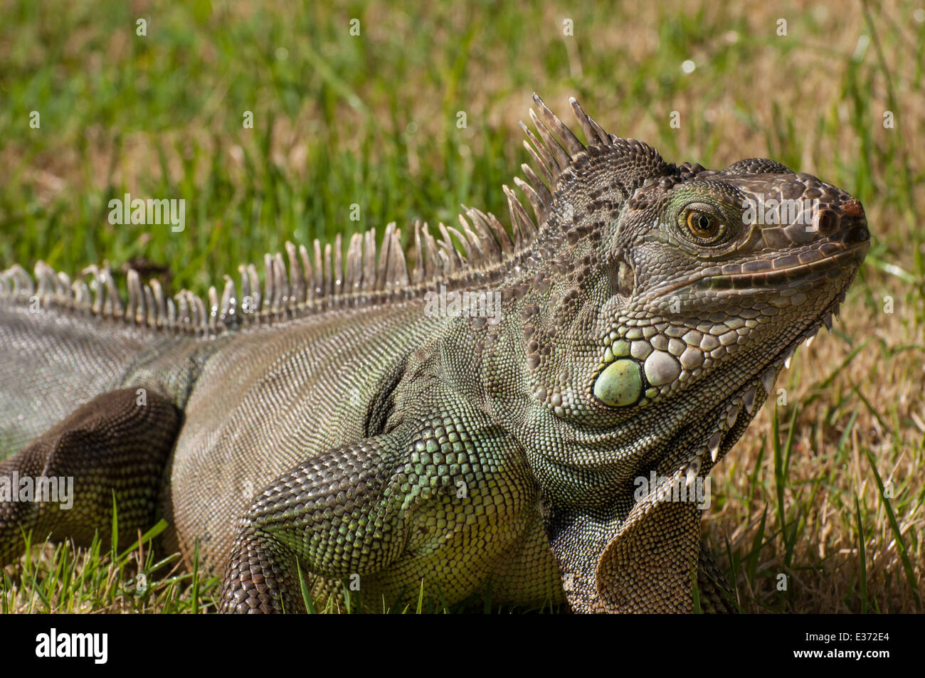male iguana in garden Stock Photo - Alamy