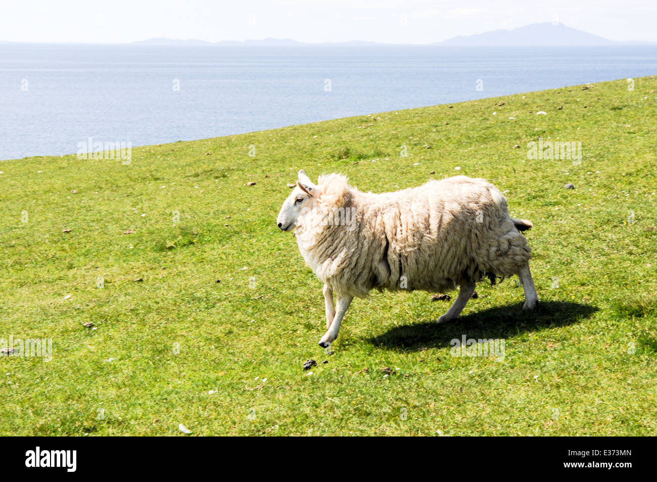 Lamb running quickly over a green field Stock Photo - Alamy