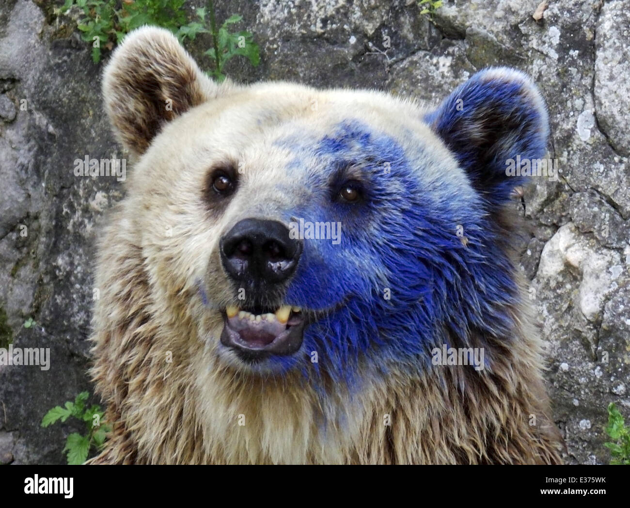 Brown bear called Svoboda (Freedom) at Varna's Zoo was painted by an ...
