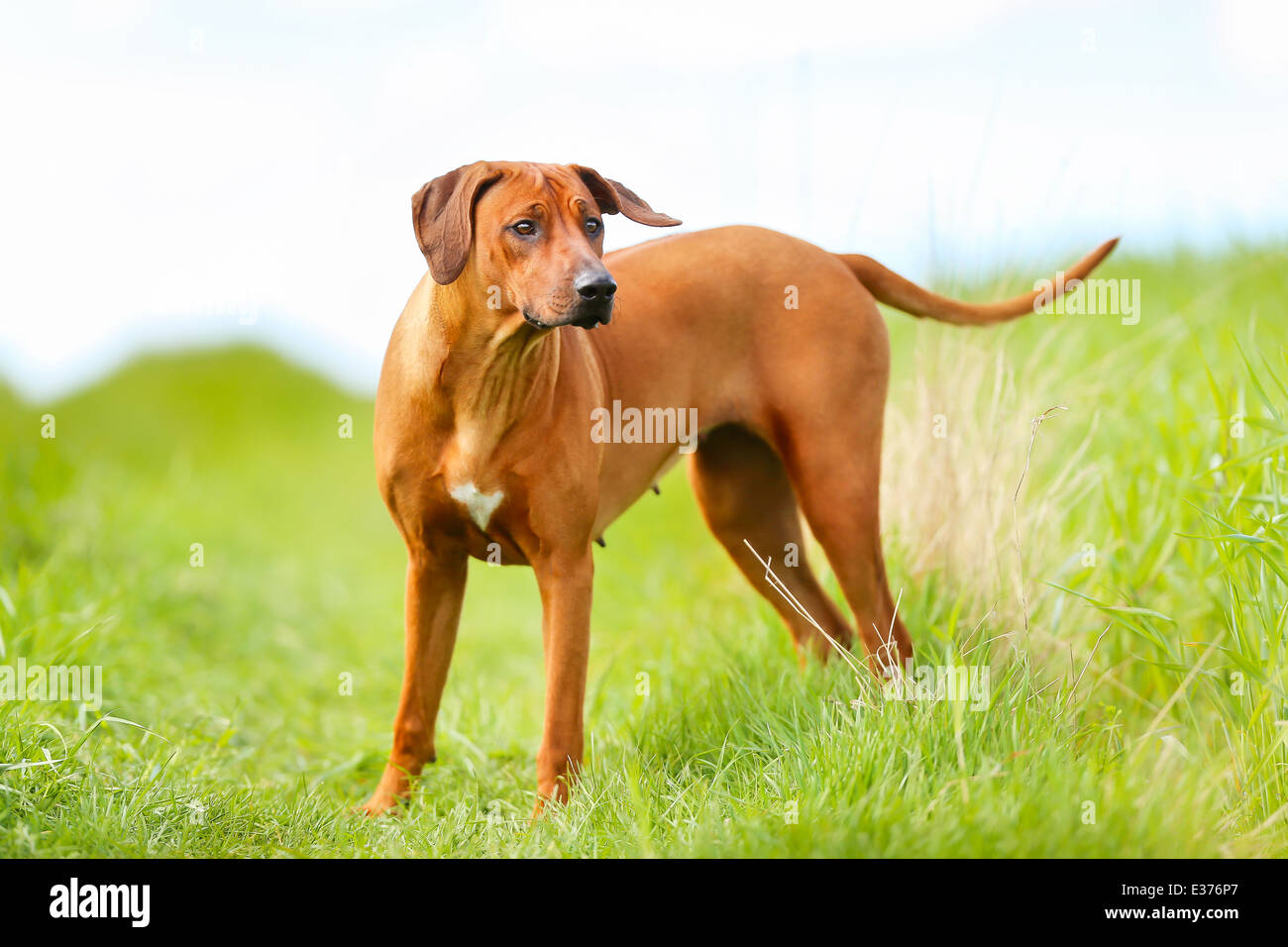 Rhodesian ridgeback dog Stock Photo - Alamy