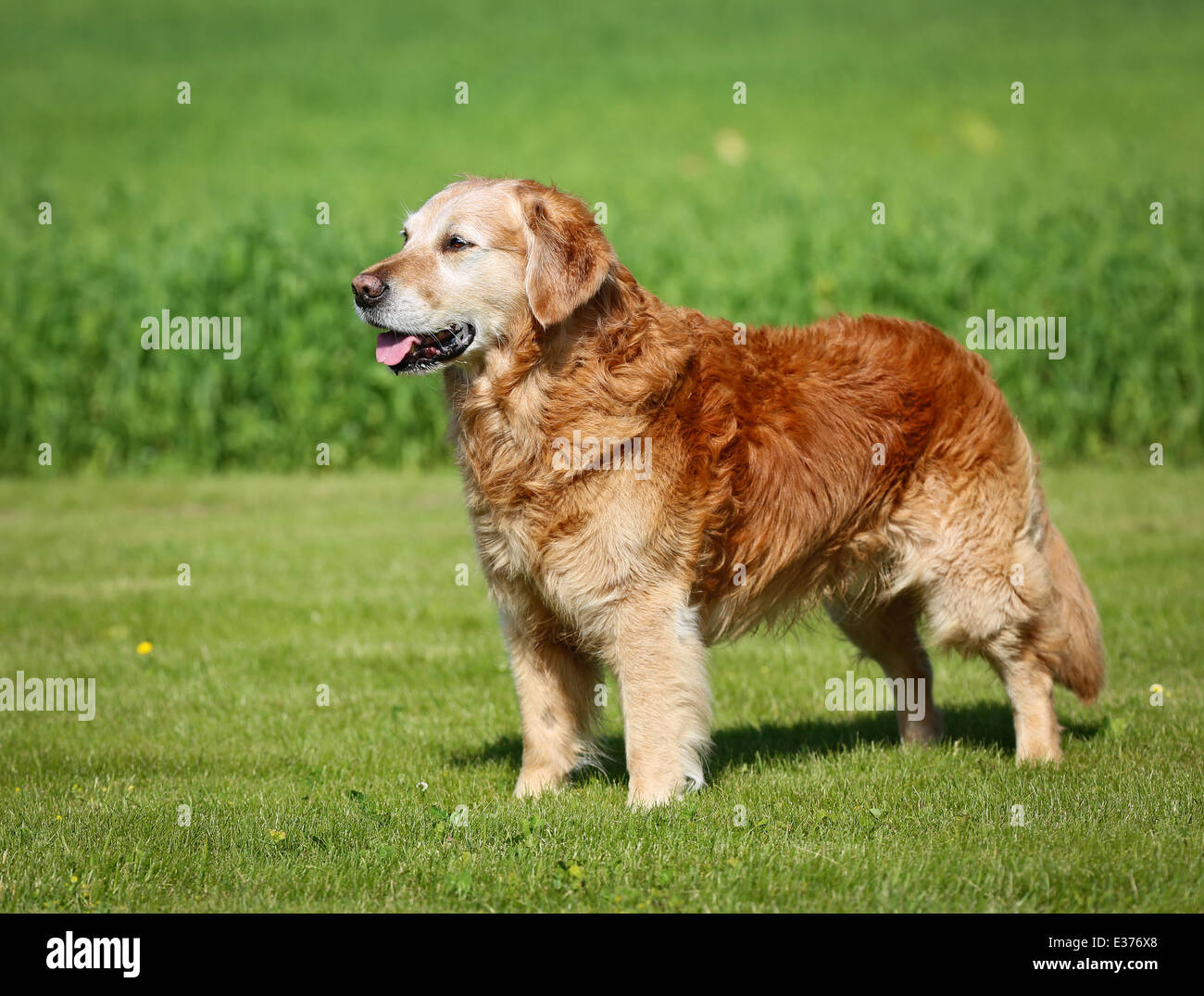Purebred Golden Retriever dog outdoors on a sunny summer day Stock ...