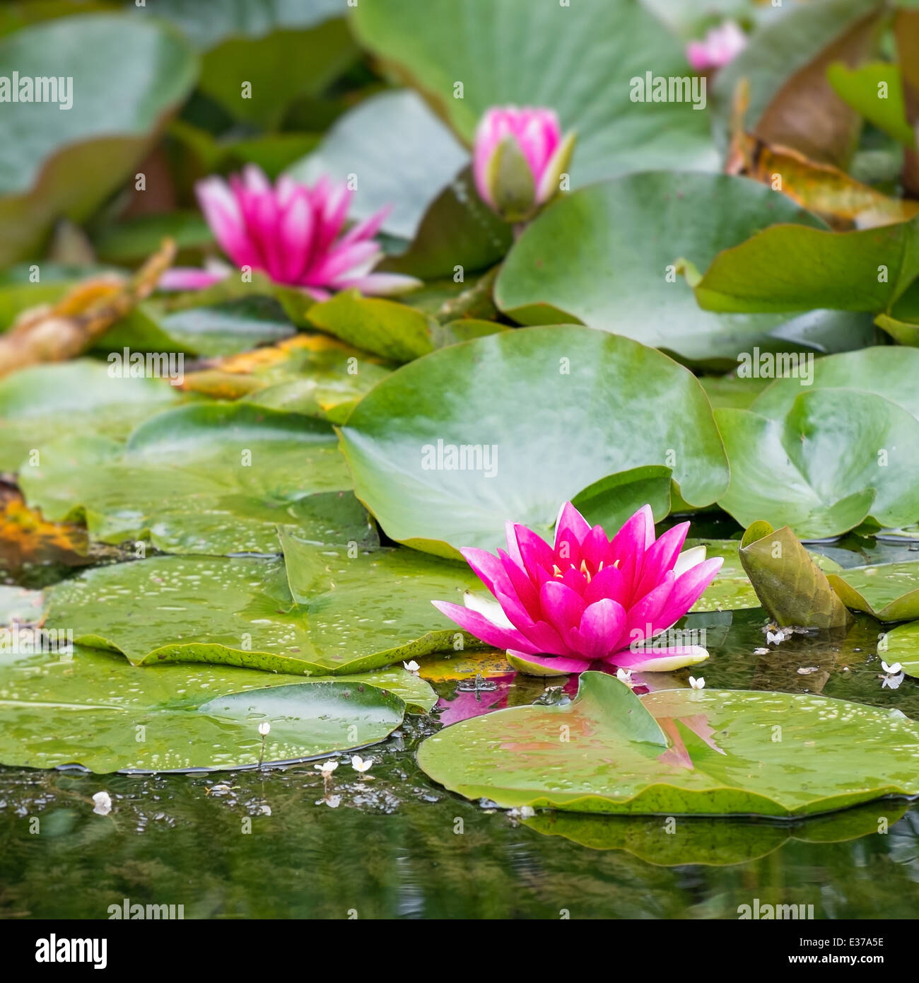 Oregon Lily High Resolution Stock Photography and Images - Alamy
