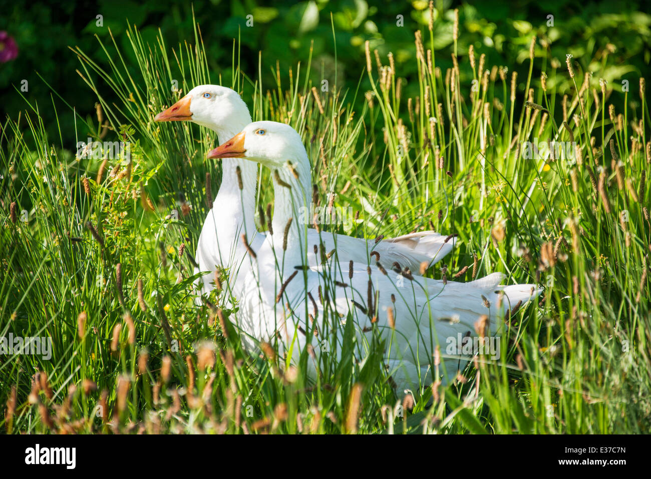 Roman Goose High Resolution Stock Photography and Images - Alamy