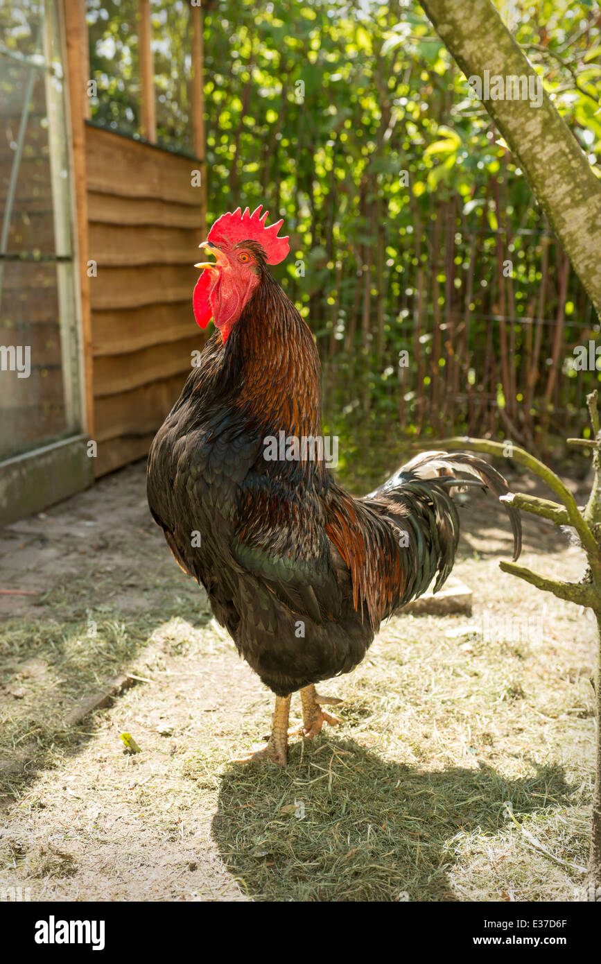 Black rock cockerel full length crowing Stock Photo - Alamy