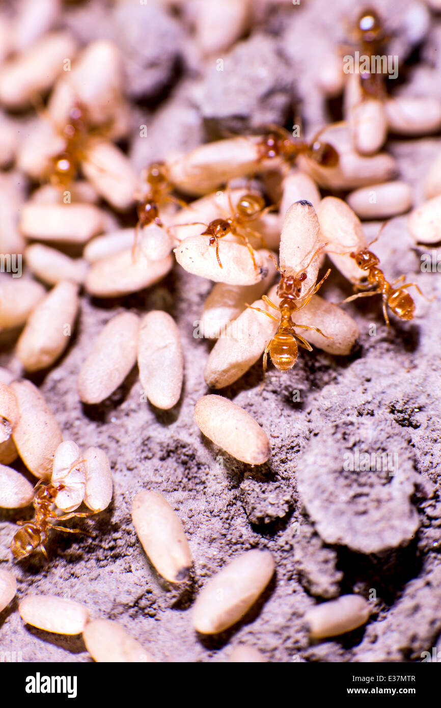 Social insects nest, Ants Stock Photo - Alamy