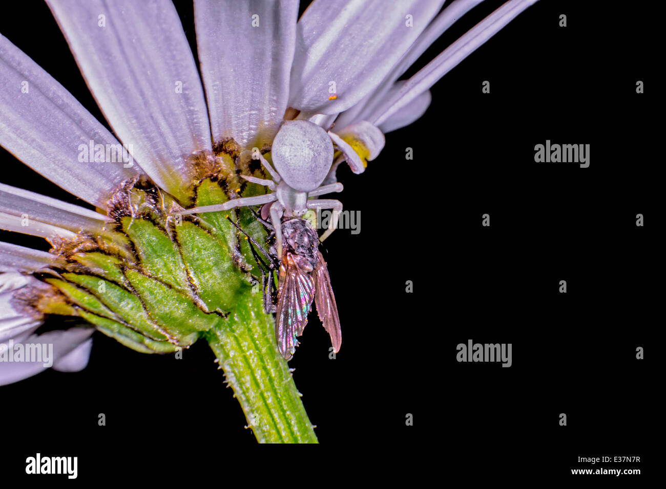 Flower Spider with prey Stock Photo - Alamy
