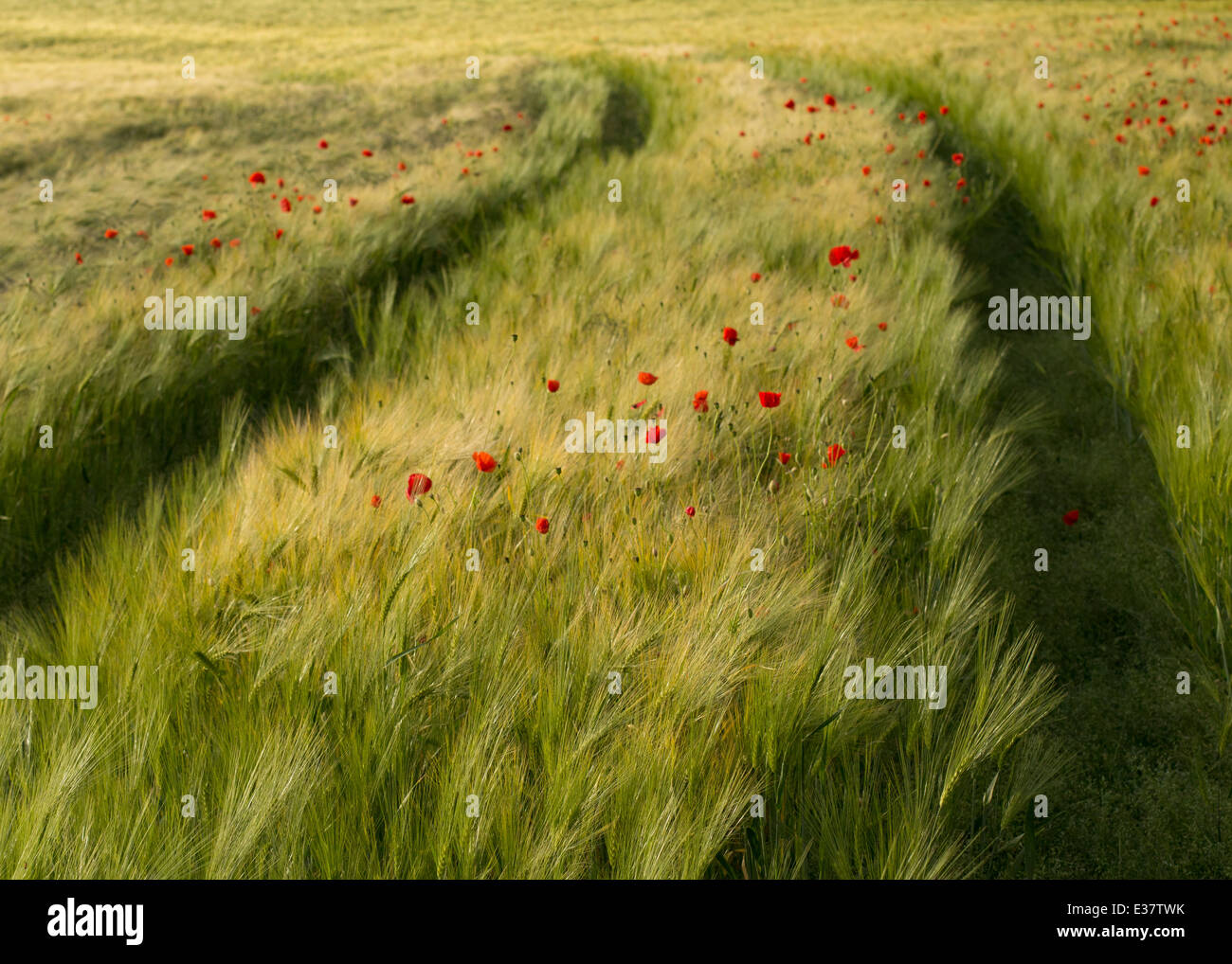 Poppy field poppies scotland hi-res stock photography and images - Alamy