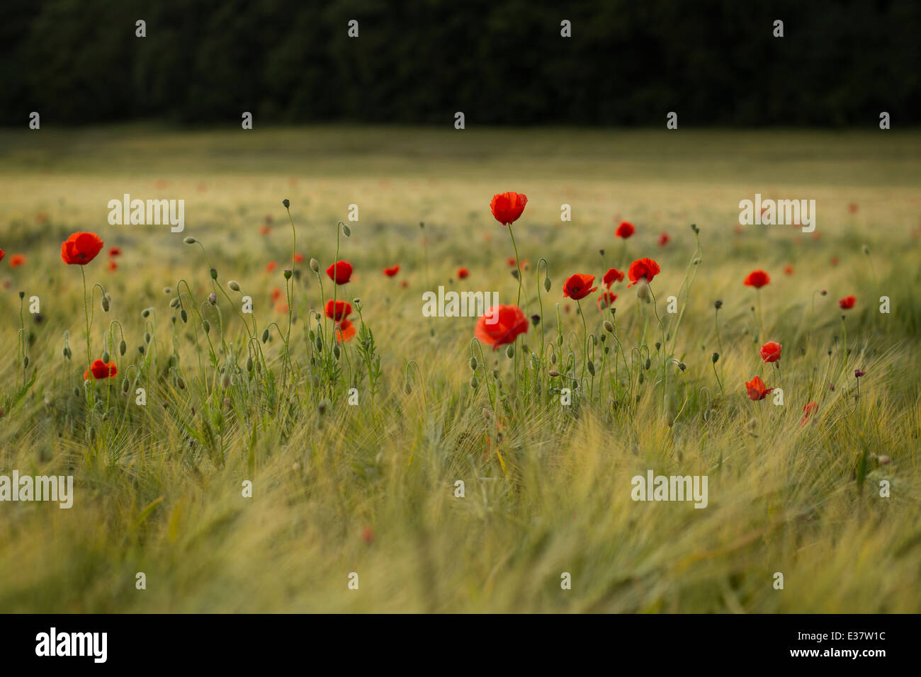 Poppy Field Poppies Scotland High Resolution Stock Photography and ...