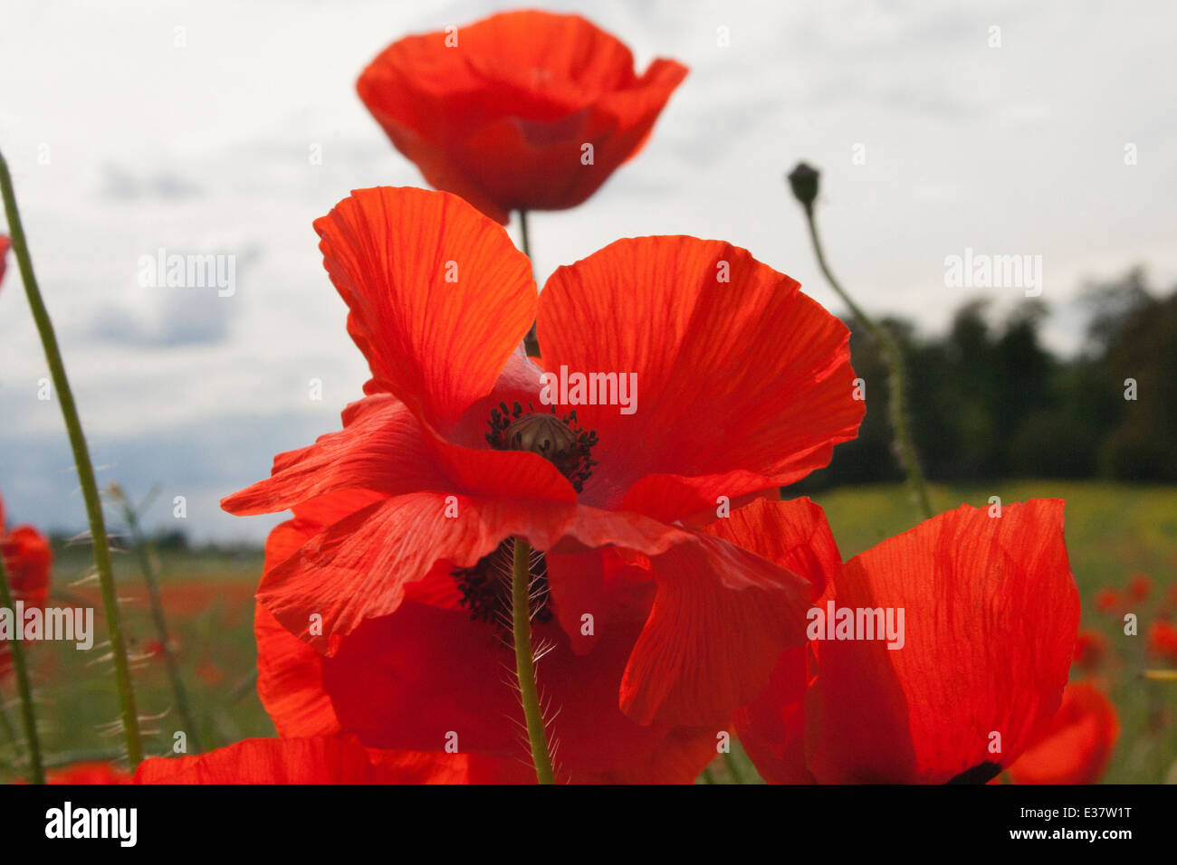 Poppy field poppies scotland hi-res stock photography and images - Alamy