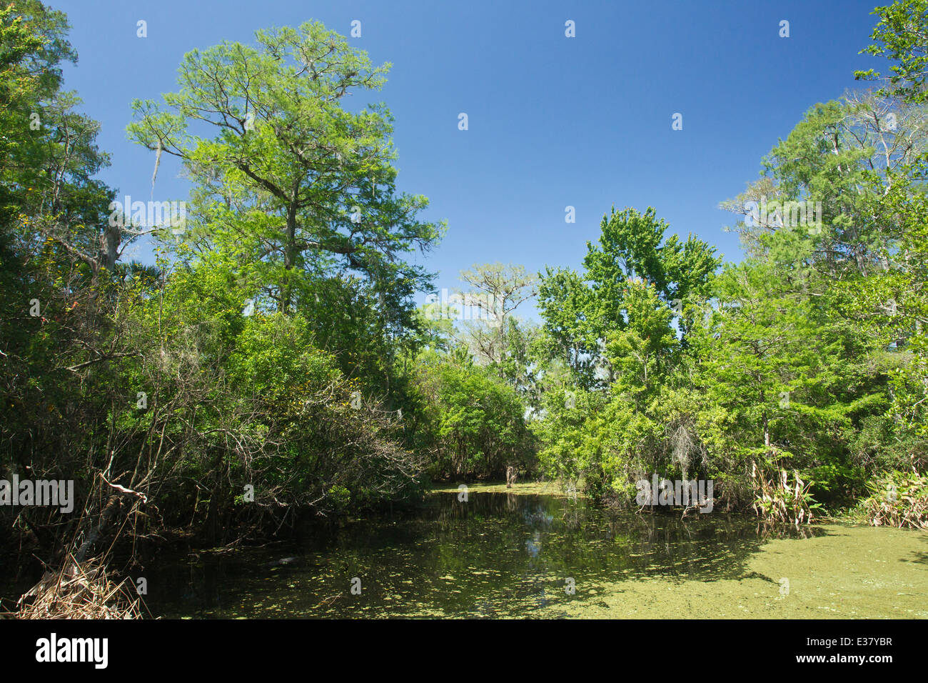 Corkscrew swamp reserve, showing pond and trees, Florida, USA Stock ...