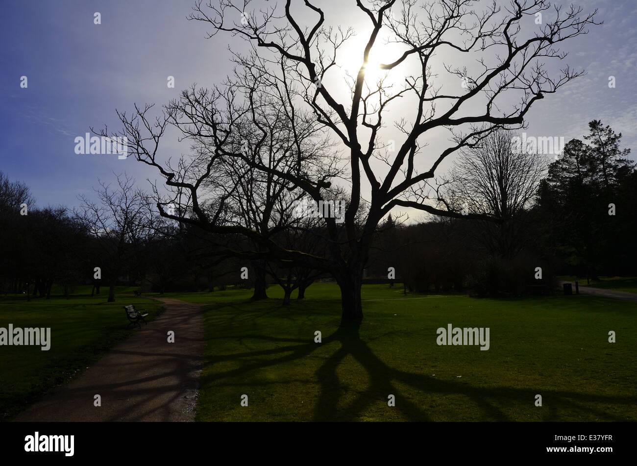 Sunlight breaking through the branches of a tree in Gothenburg ...