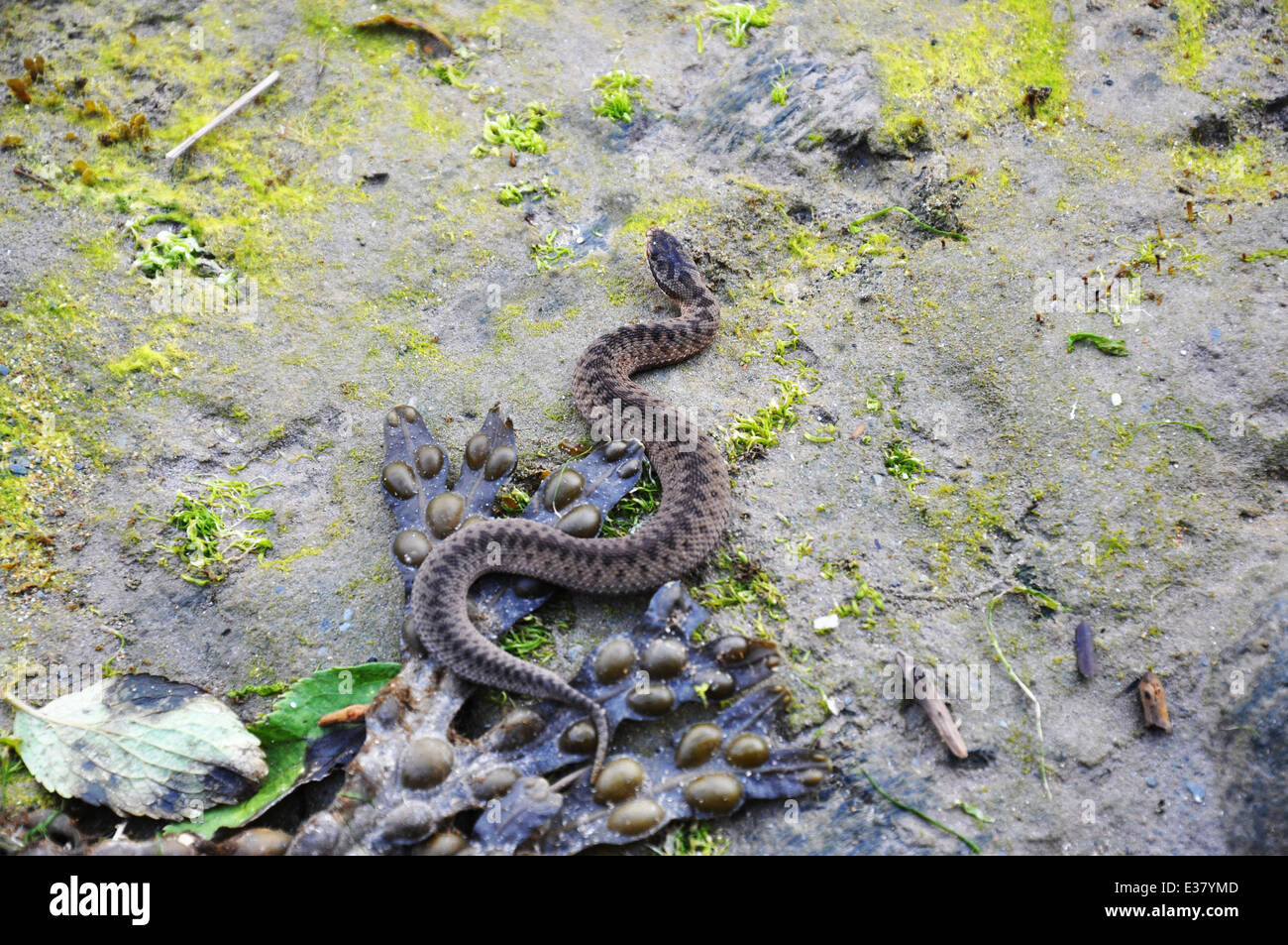 Devon snake hi-res stock photography and images - Alamy