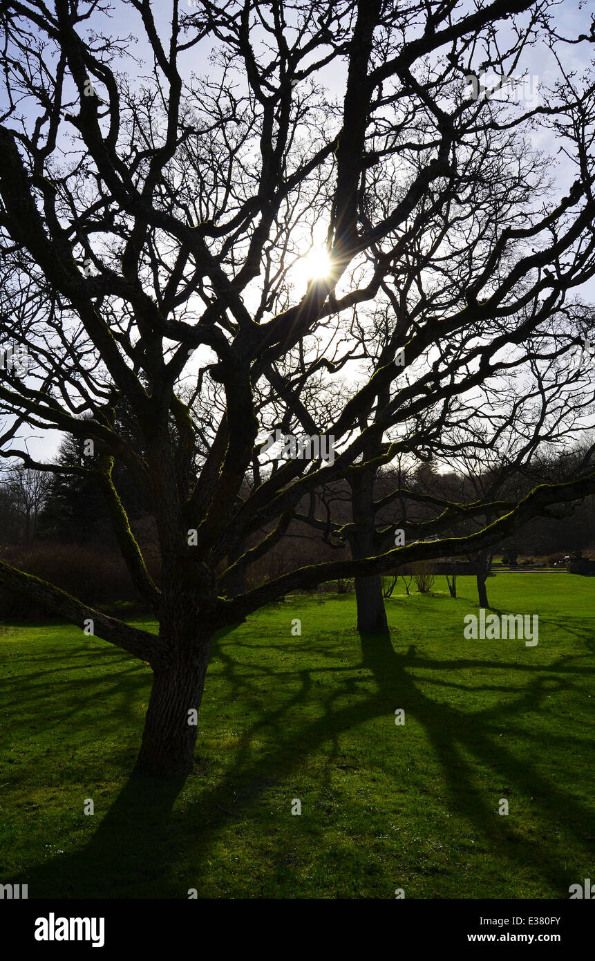 Sunlight breaking through the branches of a tree in Gothenburg ...