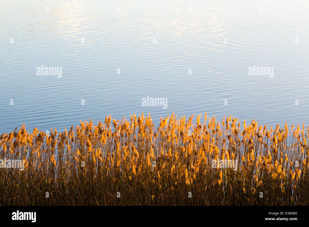 Last rays of sun on reeds in pond Stock Photo - Alamy