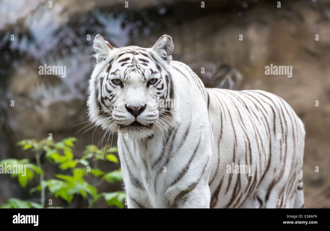 White Bengal tiger standing and looking straight Stock Photo - Alamy