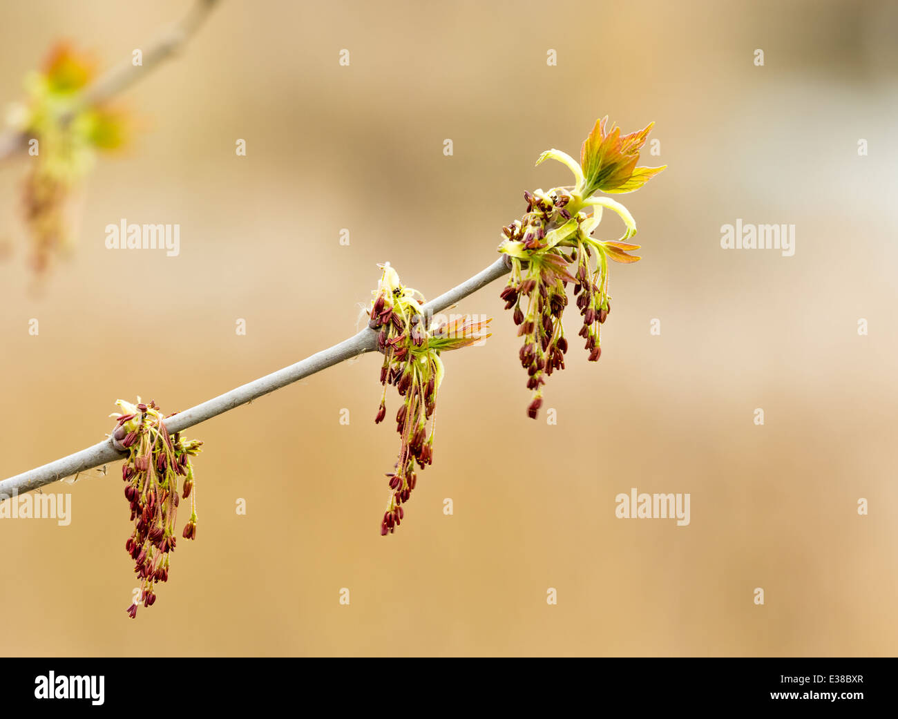 Horizontal catkins hi-res stock photography and images - Alamy