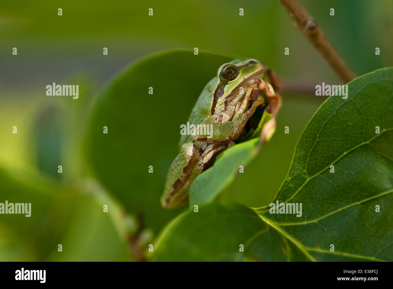 Tree frog blending in with environment in lilac tree Stock Photo - Alamy