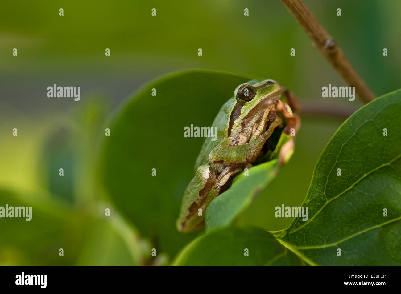 Tree frog blending in with environment in lilac tree Stock Photo - Alamy