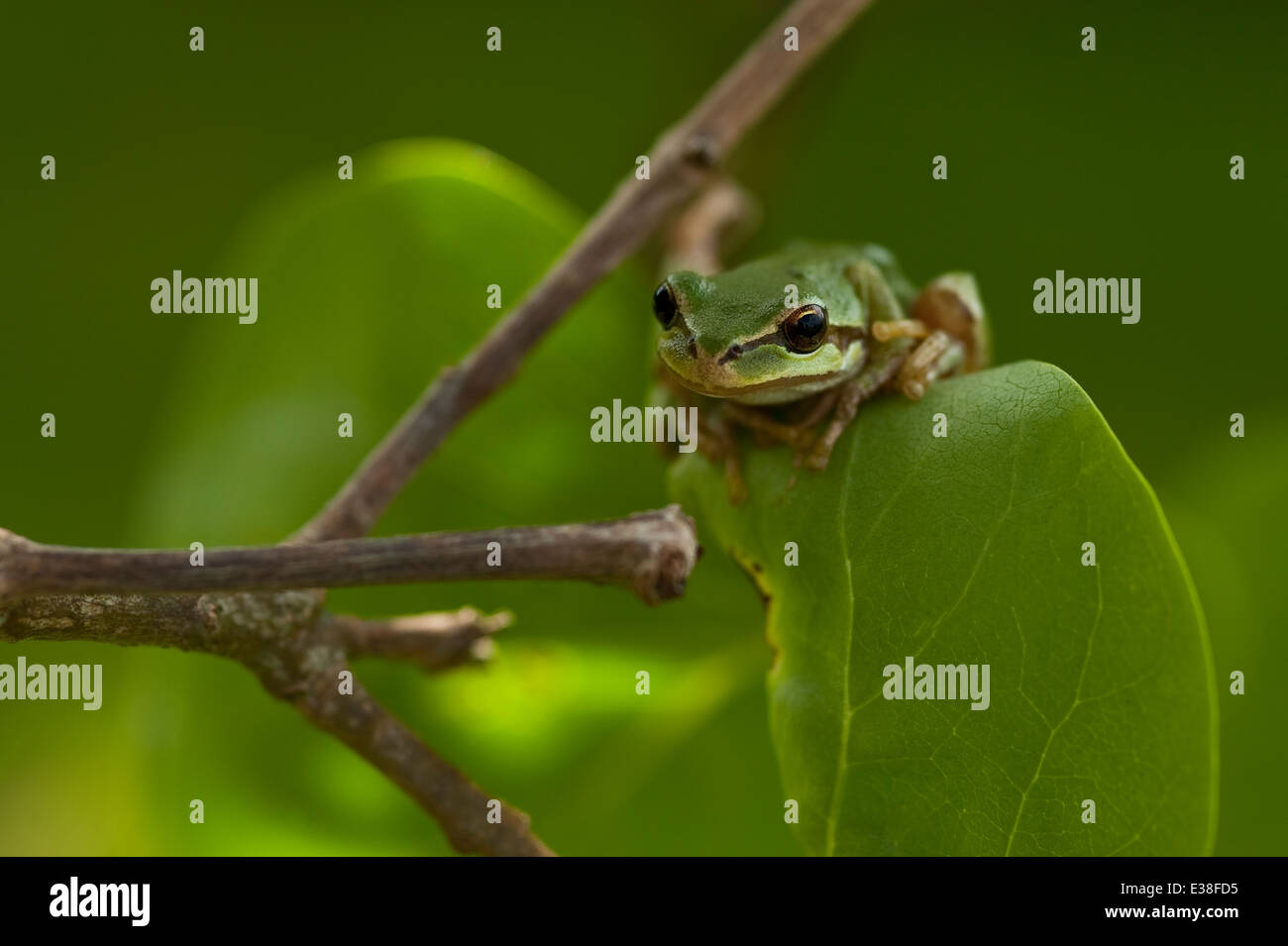 Tree frog blending in with environment in lilac tree Stock Photo - Alamy
