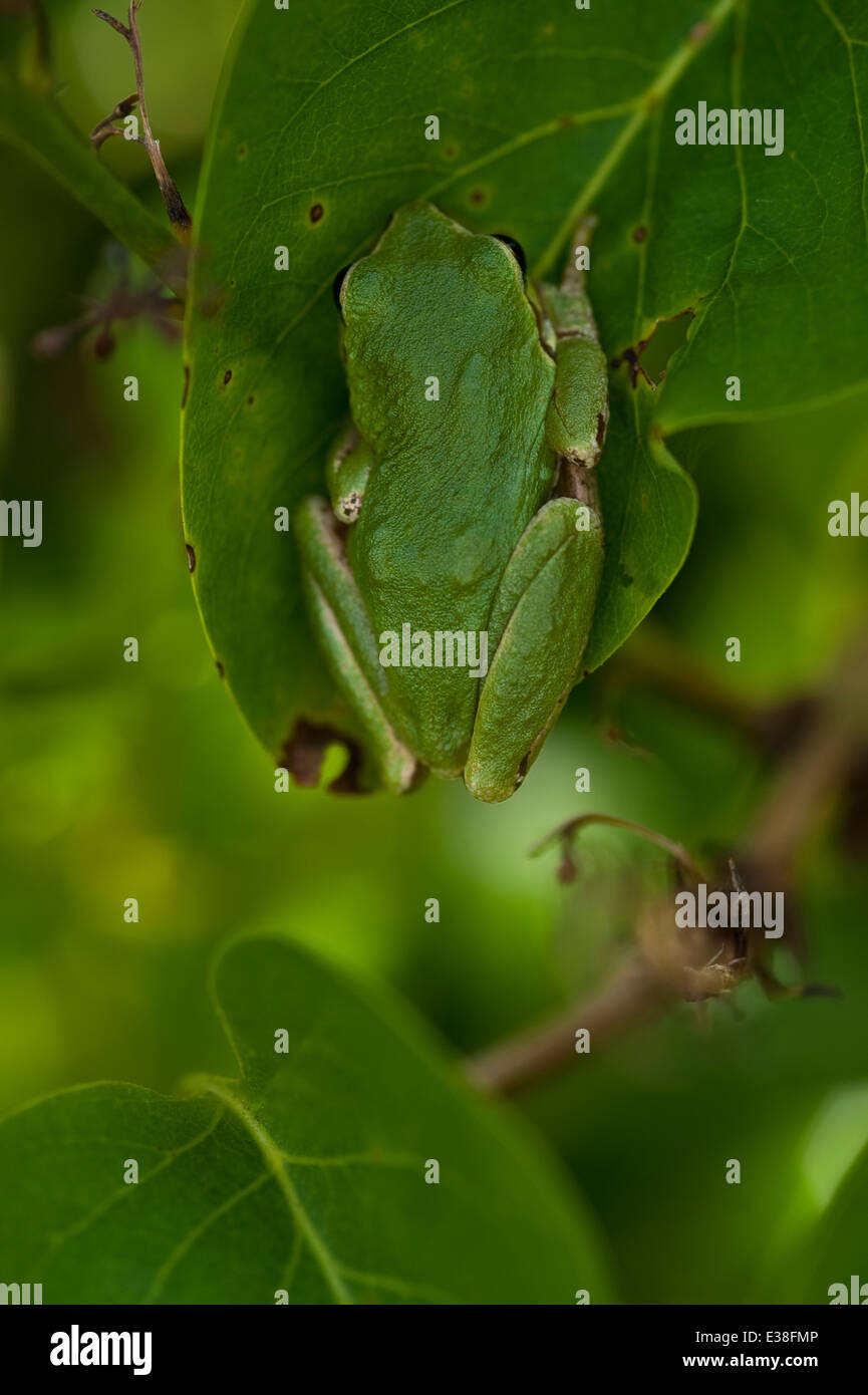 Tree frog blending in with environment in lilac tree Stock Photo - Alamy