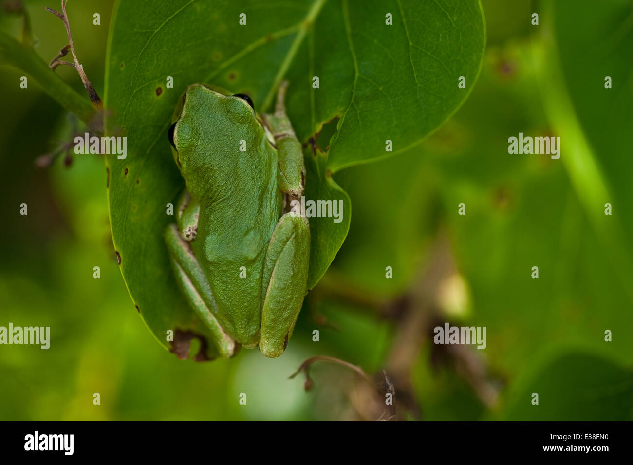 Tree frog blending in with environment in lilac tree Stock Photo - Alamy