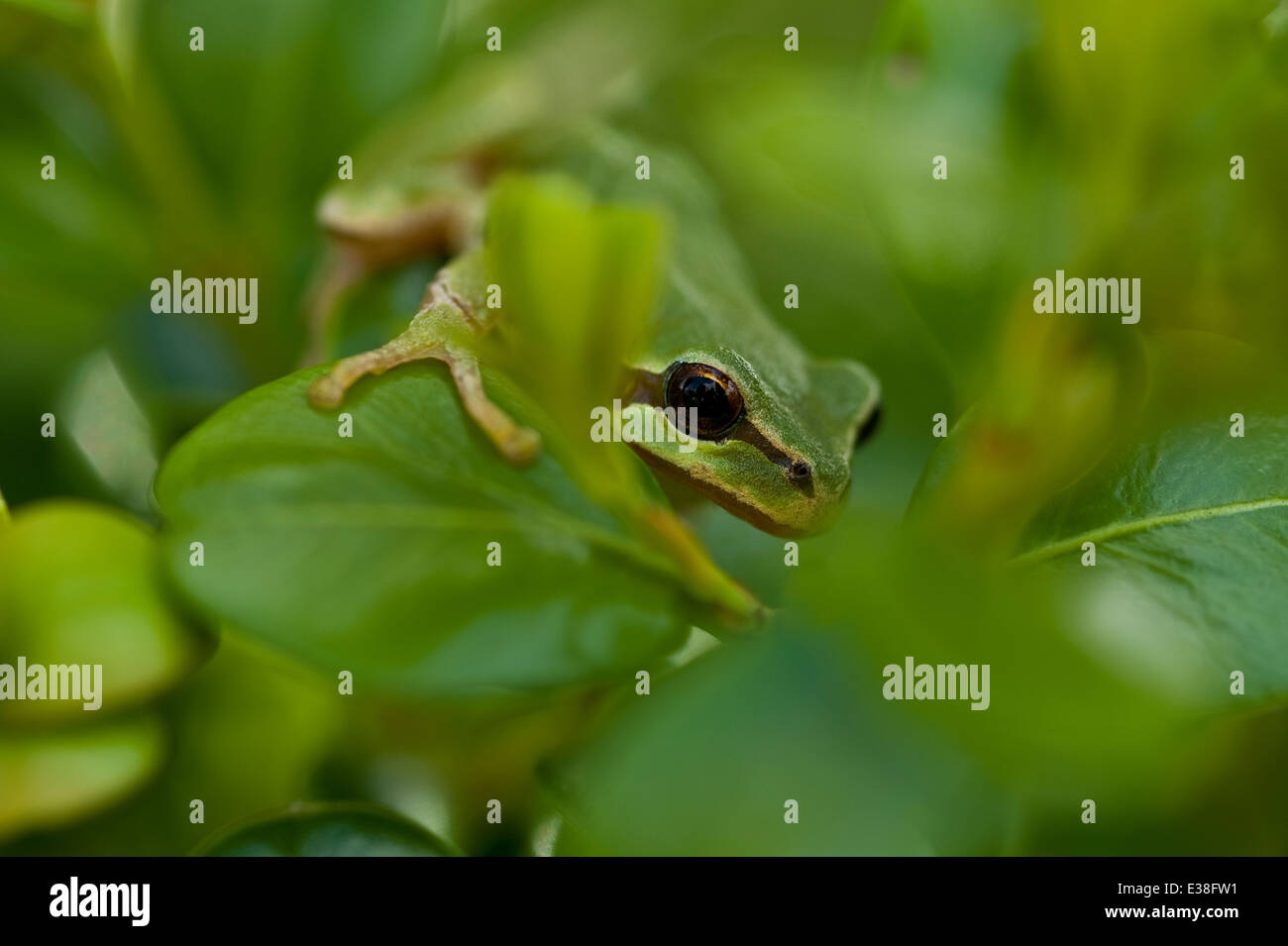 Tree frog blending in with environment in lilac tree Stock Photo - Alamy