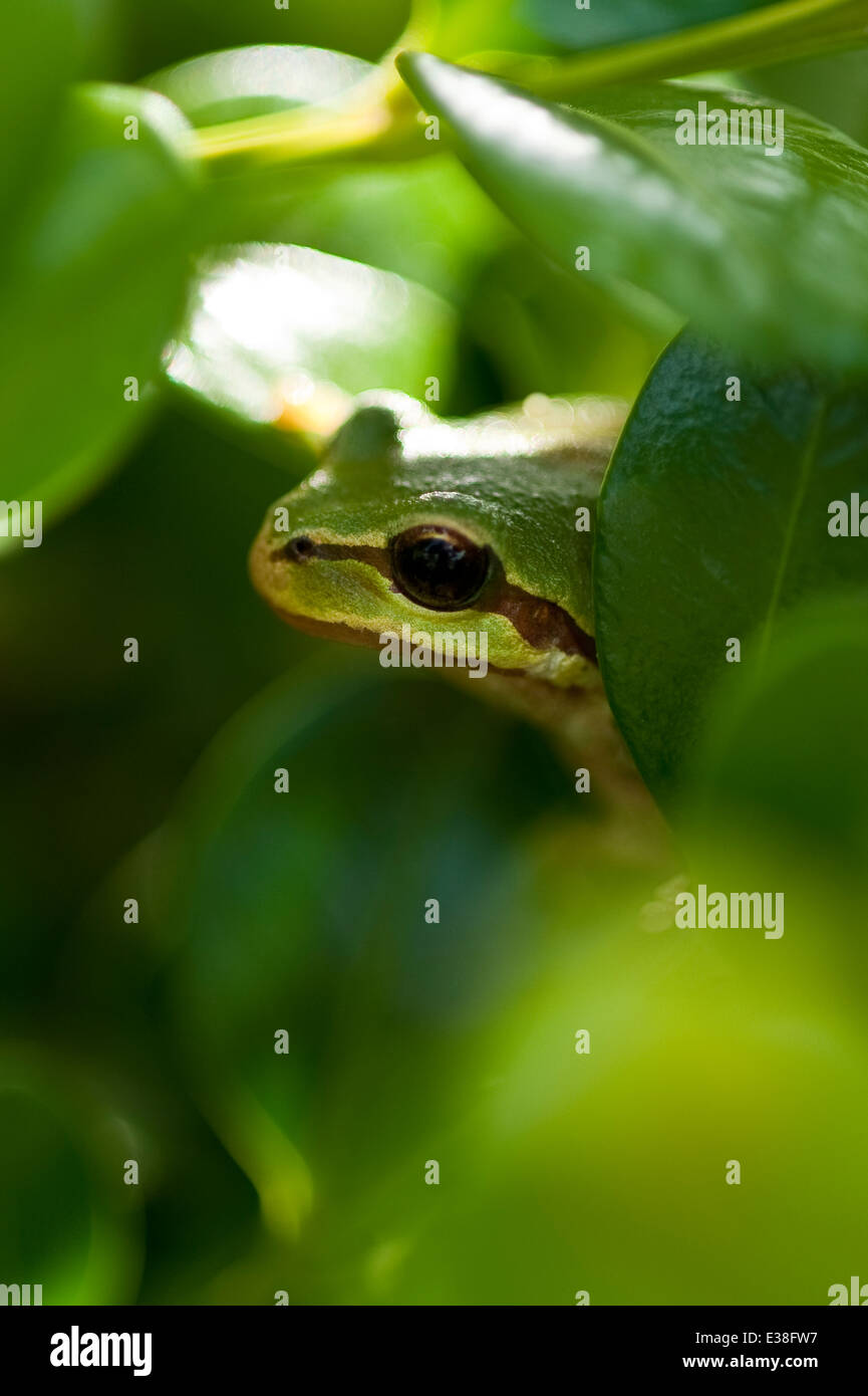 Tree frog blending in with environment in lilac tree Stock Photo - Alamy