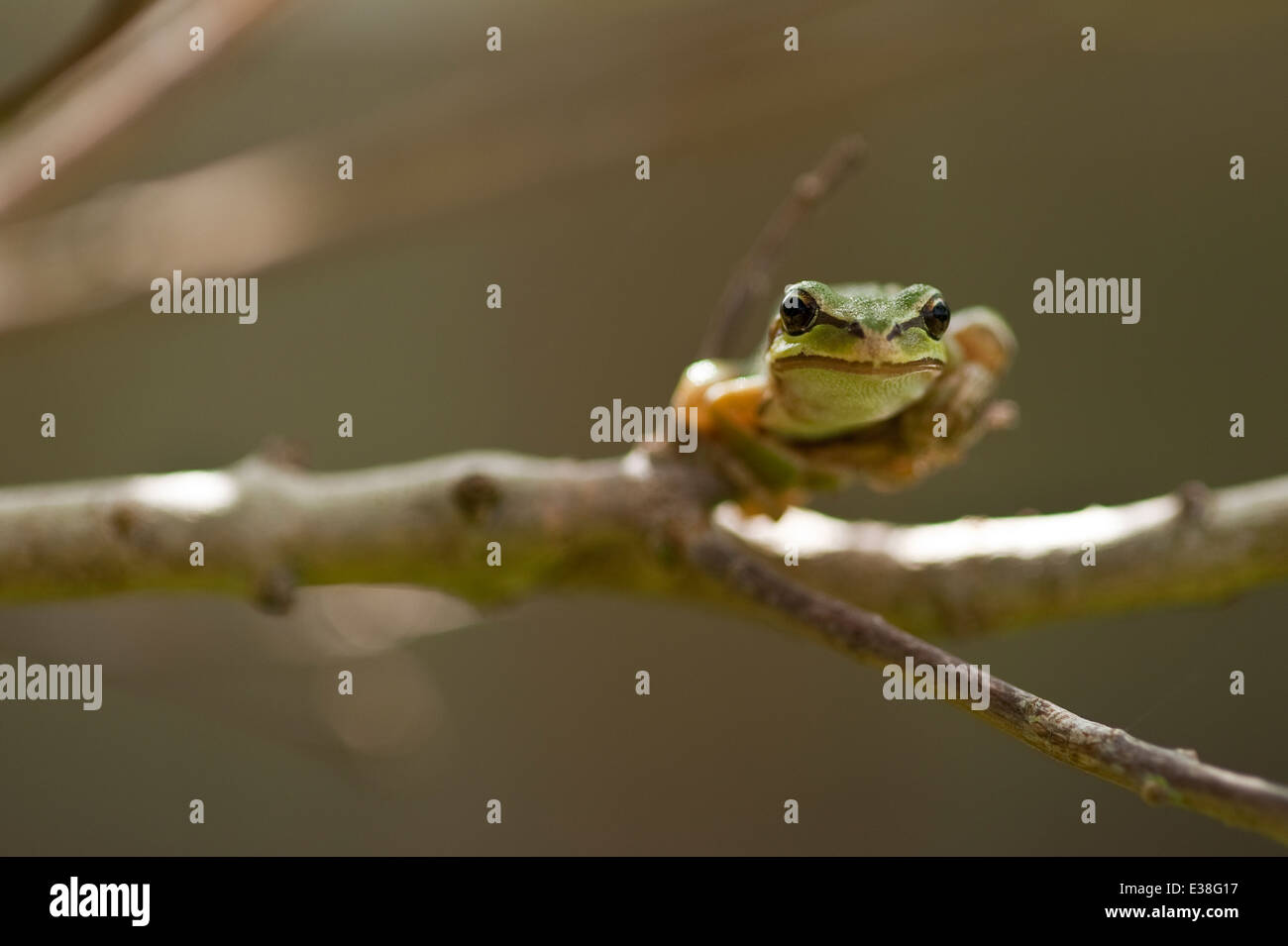 Tree frog blending in with environment in lilac tree Stock Photo - Alamy