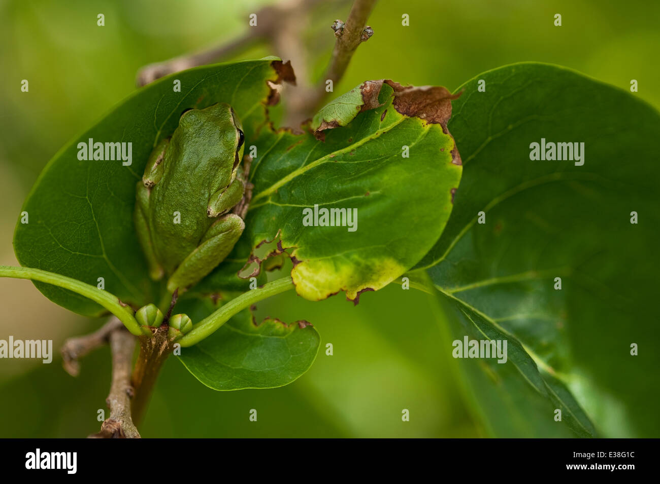 Pacific northwest tree frog hi-res stock photography and images - Alamy
