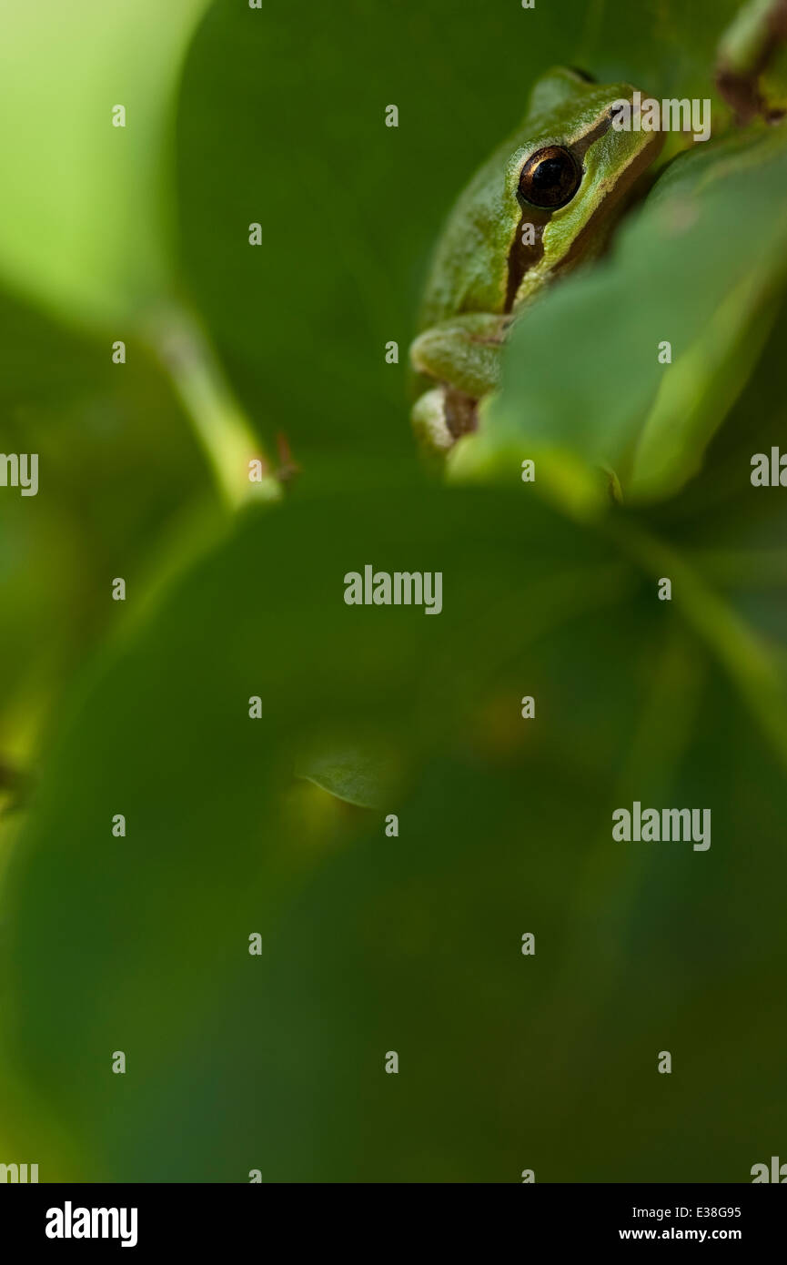 Tree frog blending in with environment in lilac tree Stock Photo - Alamy