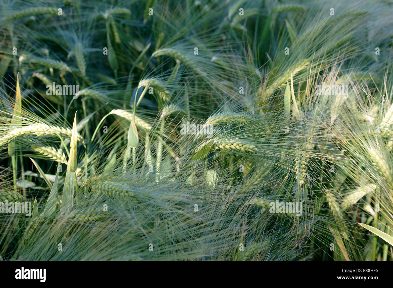 Barley awn hi-res stock photography and images - Alamy