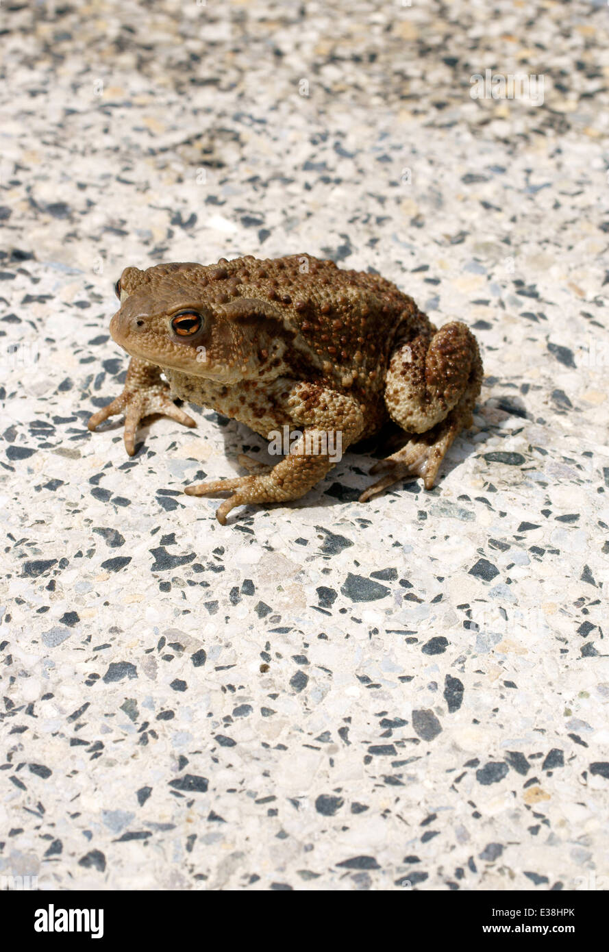 Squat toad hi-res stock photography and images - Alamy