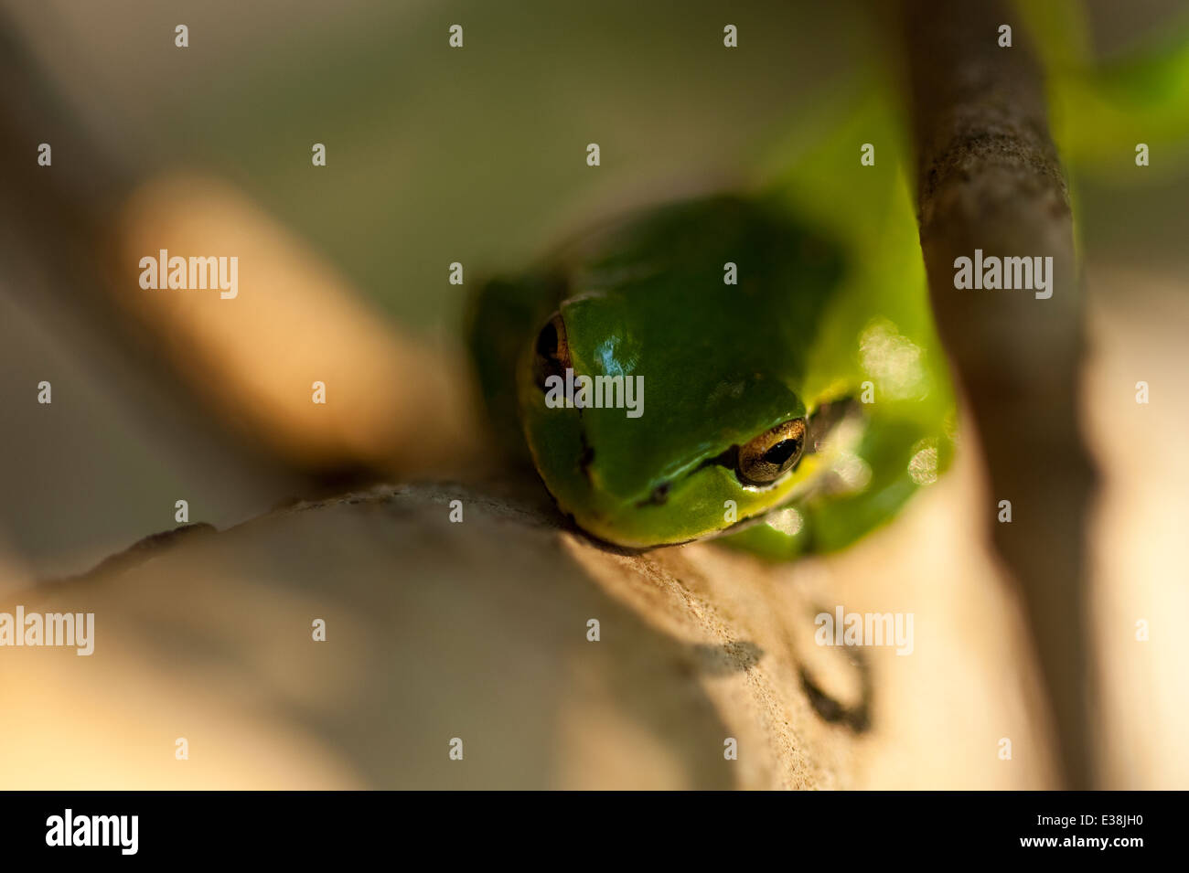 Blending in with tree hi-res stock photography and images - Alamy