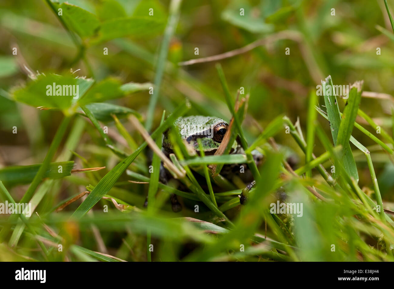 Frog hidden in the grass hi-res stock photography and images - Alamy