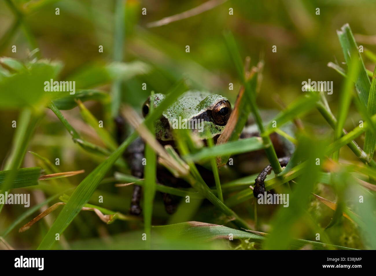 Tree frog blending in with green grass Stock Photo - Alamy