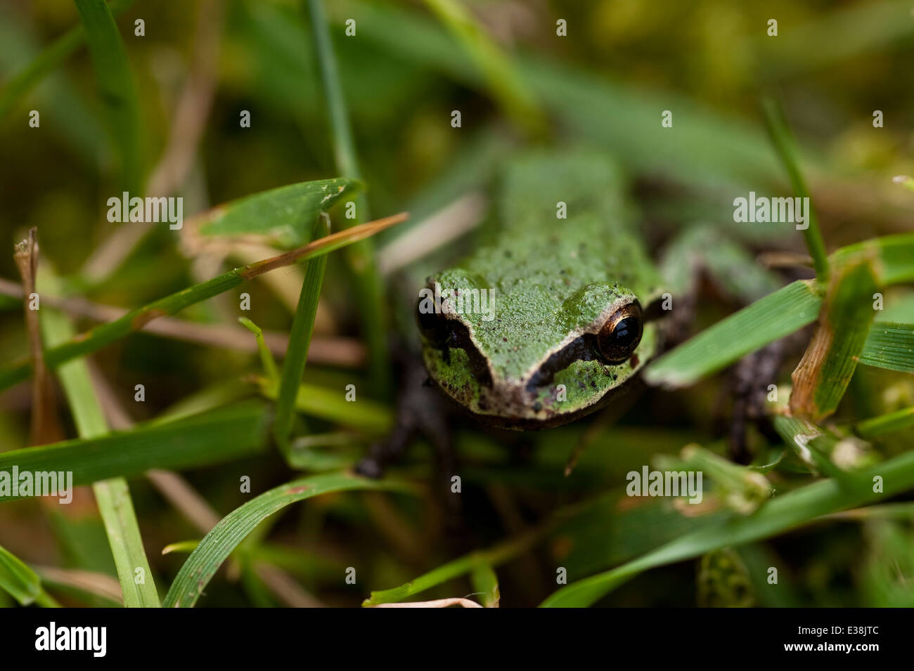 Tree frog blending in with green grass Stock Photo - Alamy