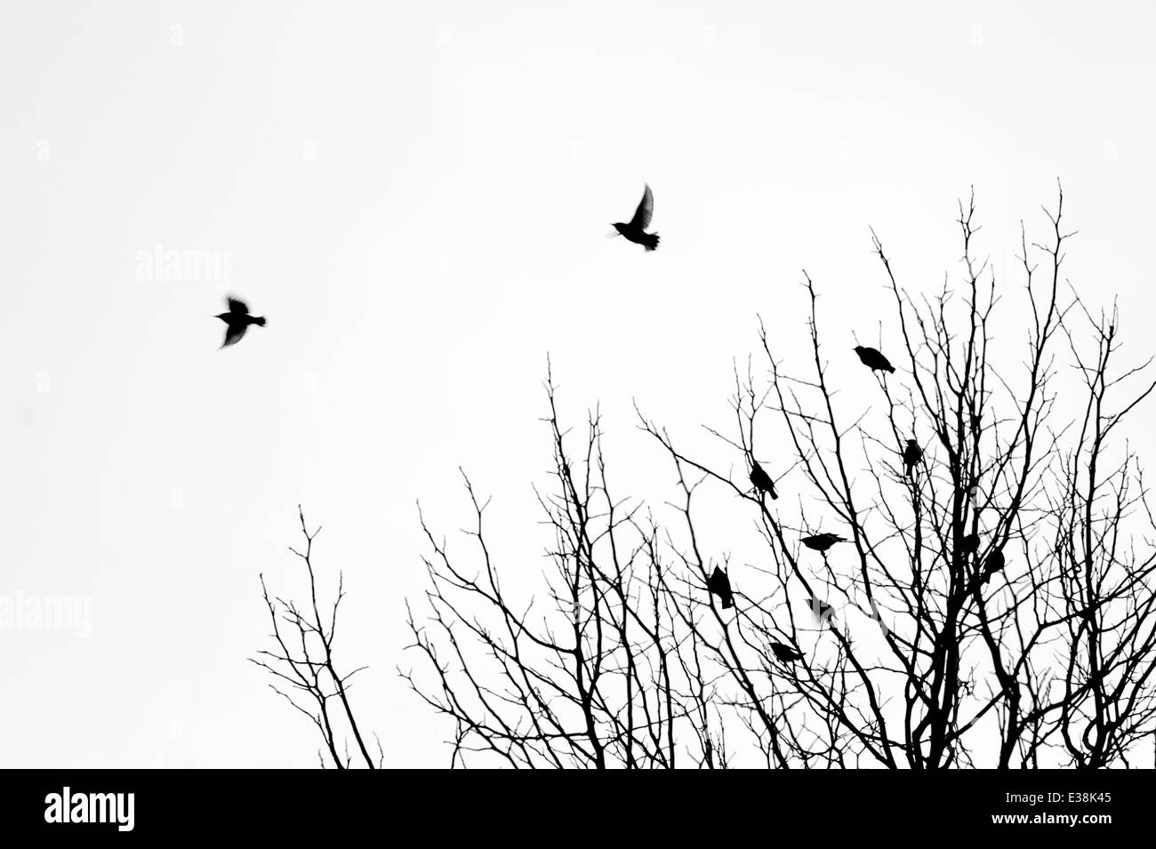 Birds in flying from tree others getting ready to move on Stock Photo ...