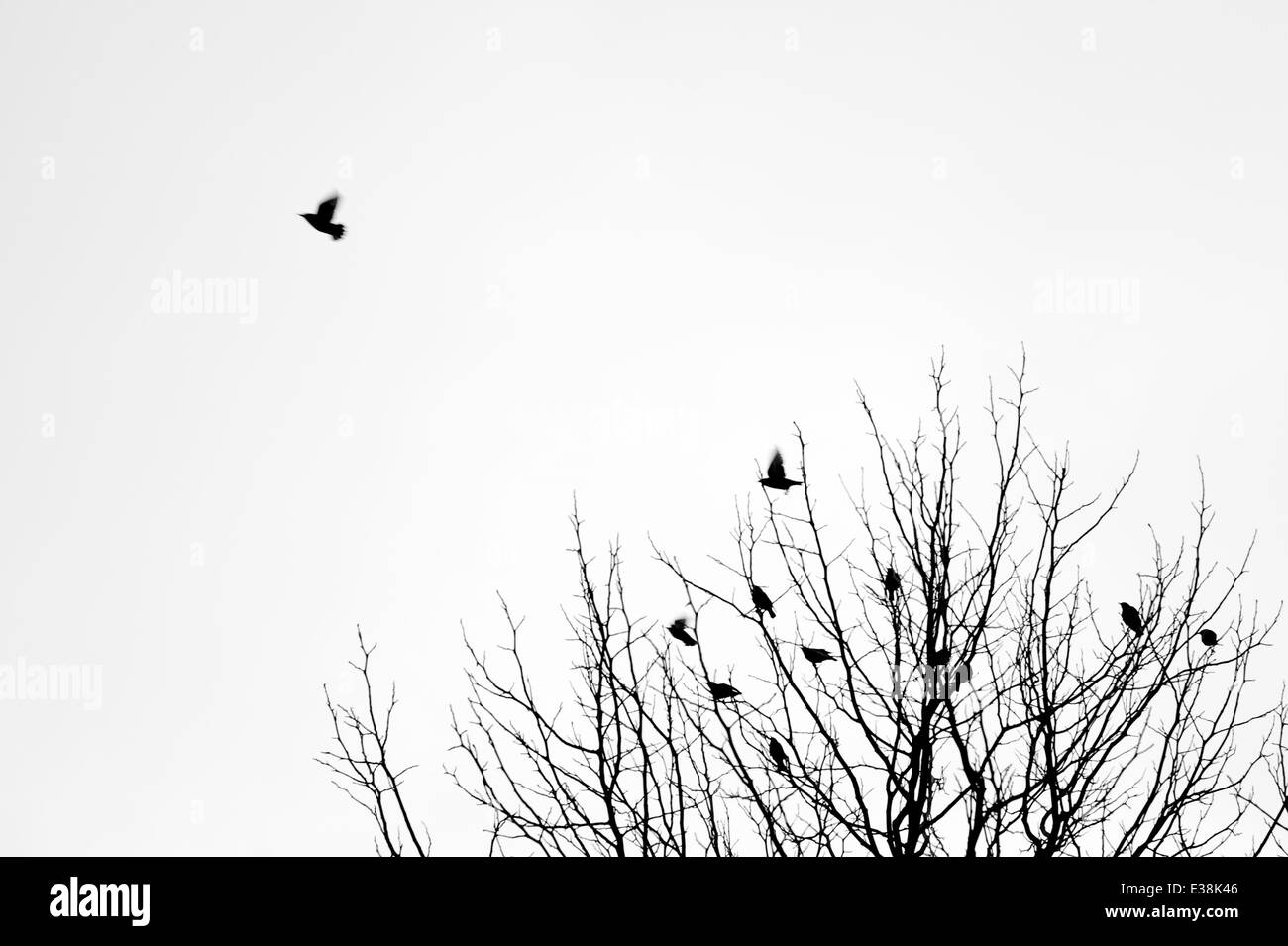 Birds Flying Black and White Stock Photos & Images - Alamy